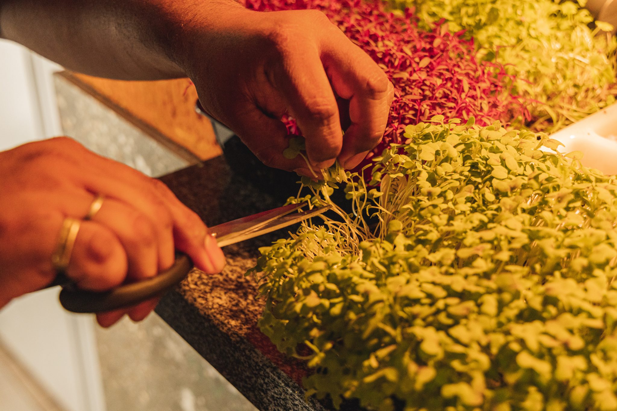 Gallery – AZAR Open Fire Cuisine